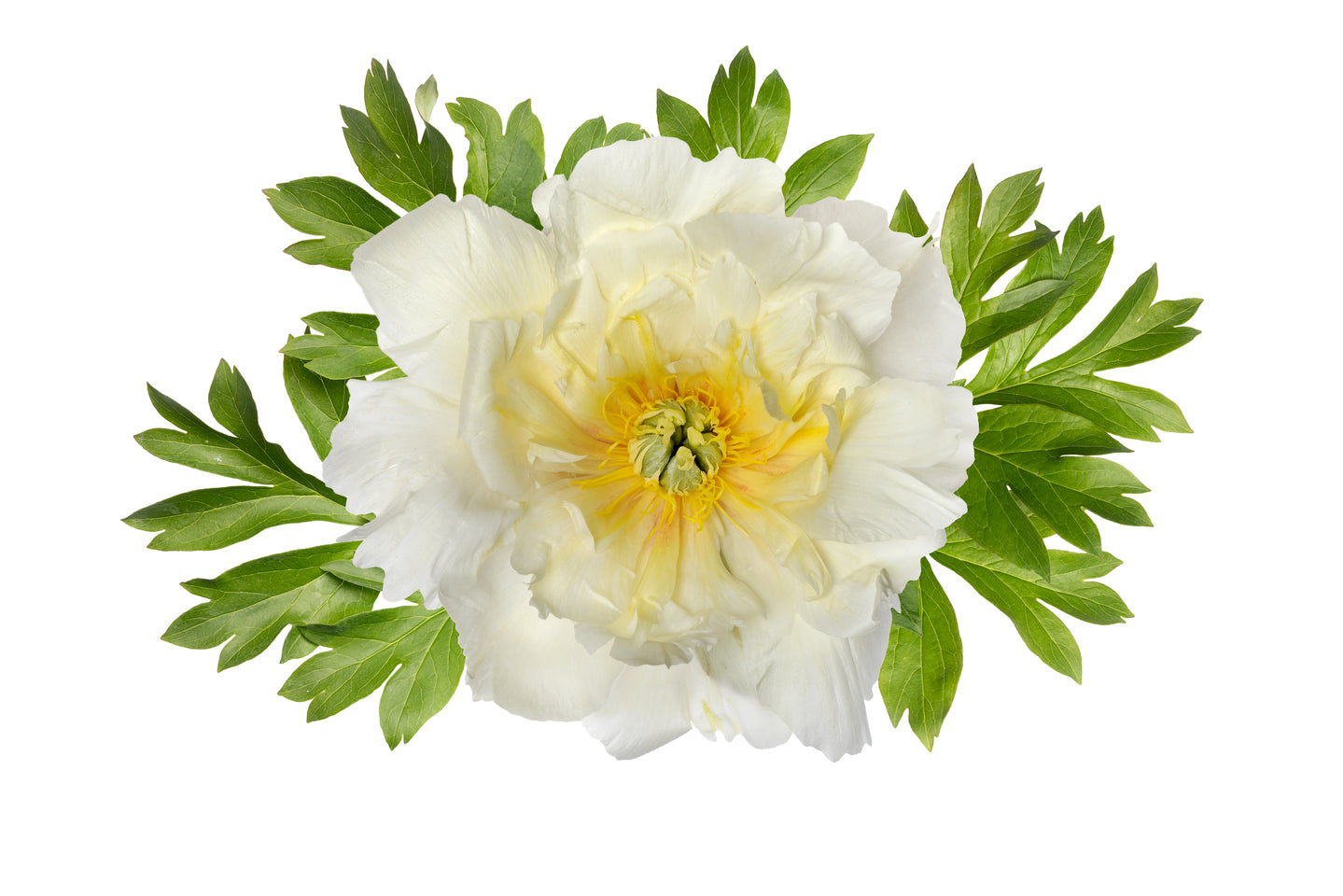 WHITE EMPEROR – Itoh Peony Plus